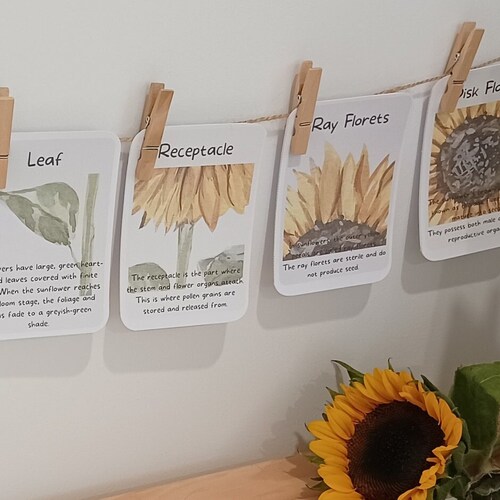 Printable Kids Flash Cards Montessori Learn Sunflower - Etsy