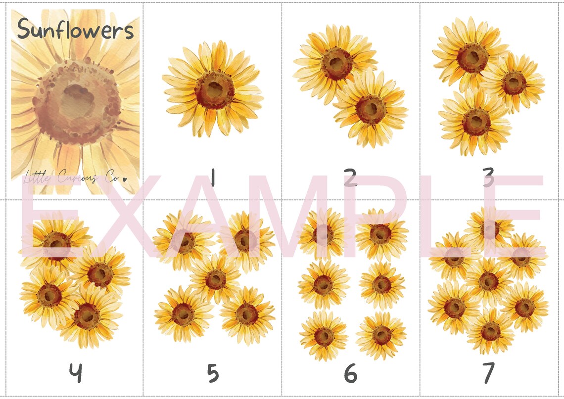 Printable Kids Flash Cards, Montessori Learn Sunflower Anatomy ...