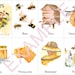 Printable Flashcards, Montessori Learn Bees, Homeschool Bee Nature ...