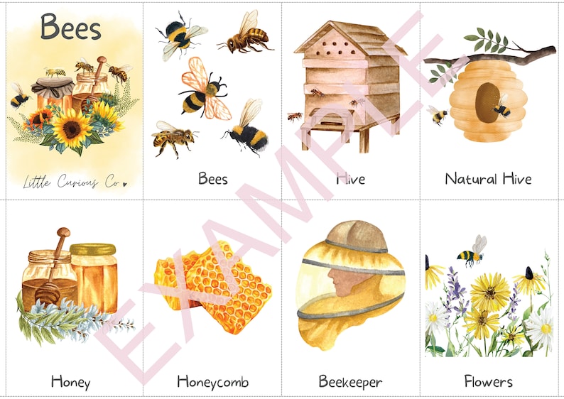 Printable Flashcards, Montessori Learn Bees, Homeschool Bee Nature ...