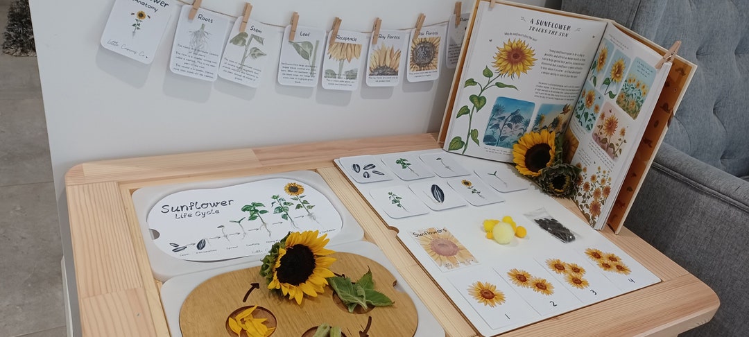 Printable Learning Bundle Pack, Montessori Learn Sunflower Anatomy ...