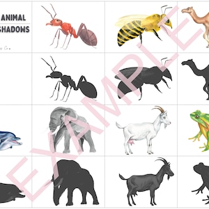Animal Shadow Matching Flash Cards, Preschool Curriculum, Homeschool ...