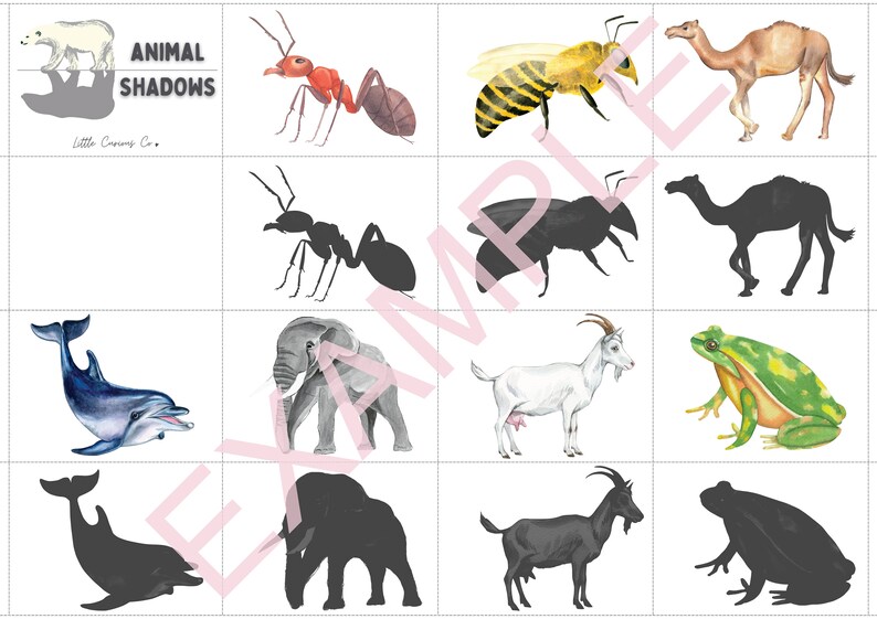 Animal Shadow Matching Flash Cards, Preschool Curriculum, Homeschool ...