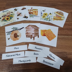 Printable Flashcards, Montessori Learn Bees, Homeschool Bee Nature ...