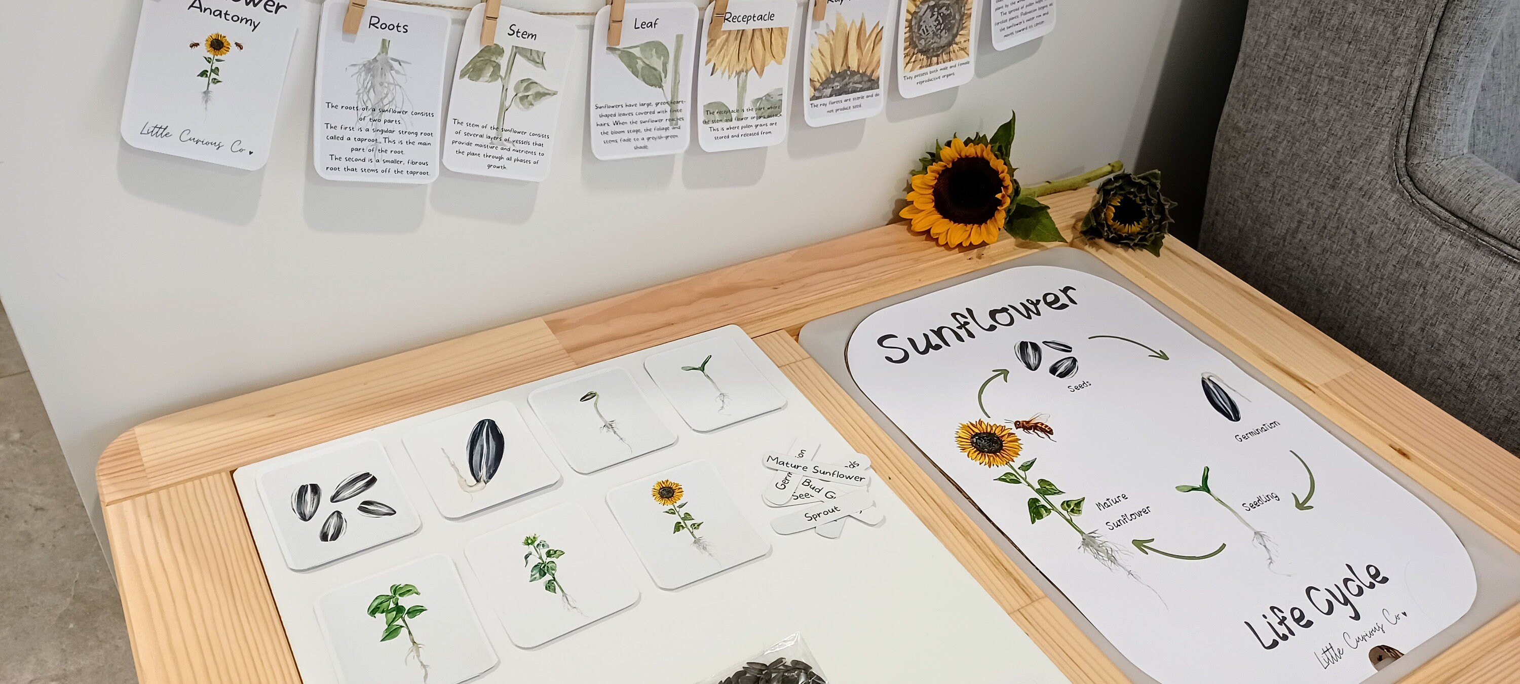 Printable Kids Flash Cards, Montessori Learn Sunflower Anatomy ...