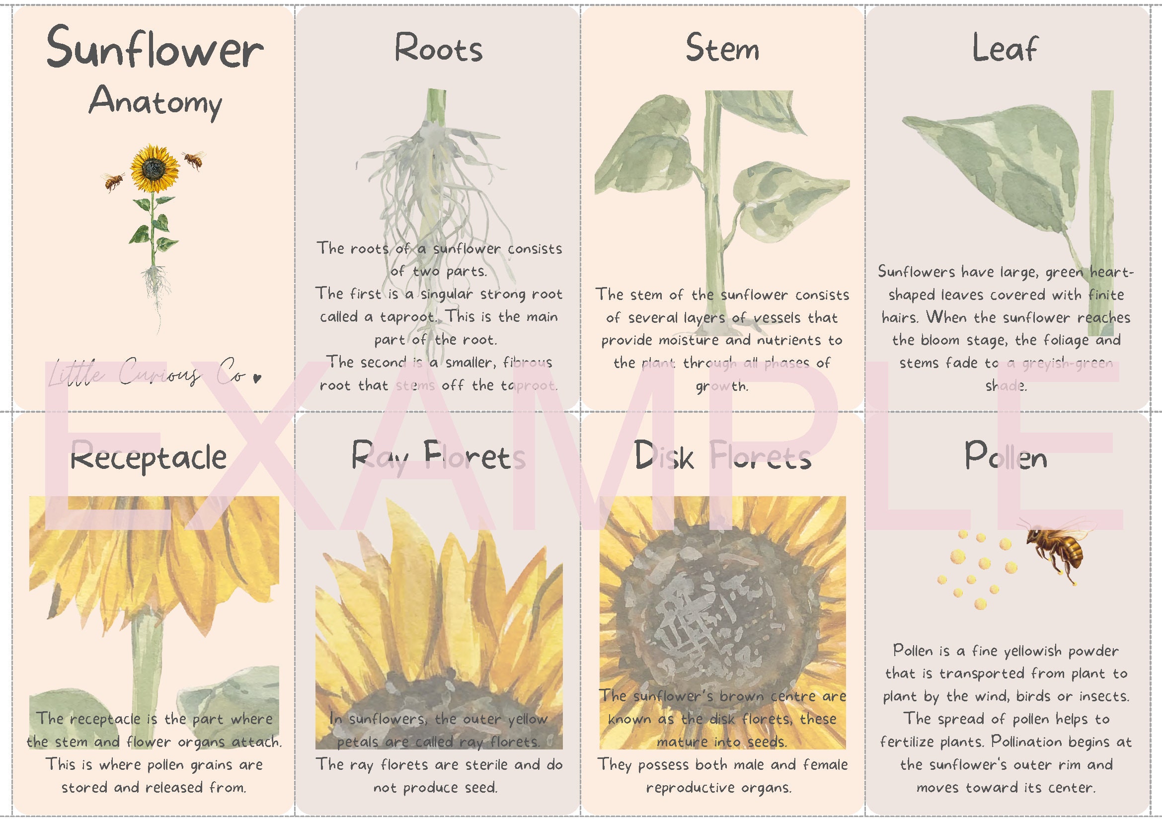 Printable Kids Flash Cards, Montessori Learn Sunflower Anatomy ...