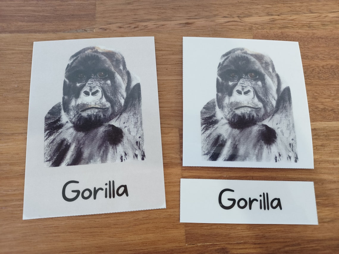 Printable Kids Flash Cards Montessori Learn Africa Nature - Etsy