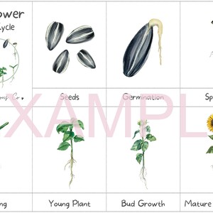 Printable Kids Flash Cards Montessori Learn Sunflower - Etsy Canada
