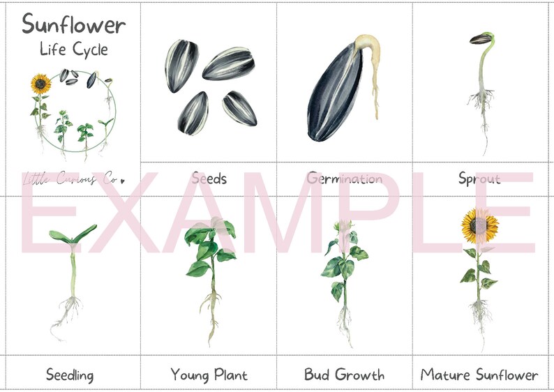 Printable Kids Flash Cards Montessori Learn Sunflower - Etsy Canada