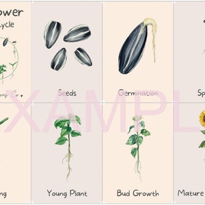 Printable Kids Flash Cards, Montessori Learn Sunflower Anatomy ...