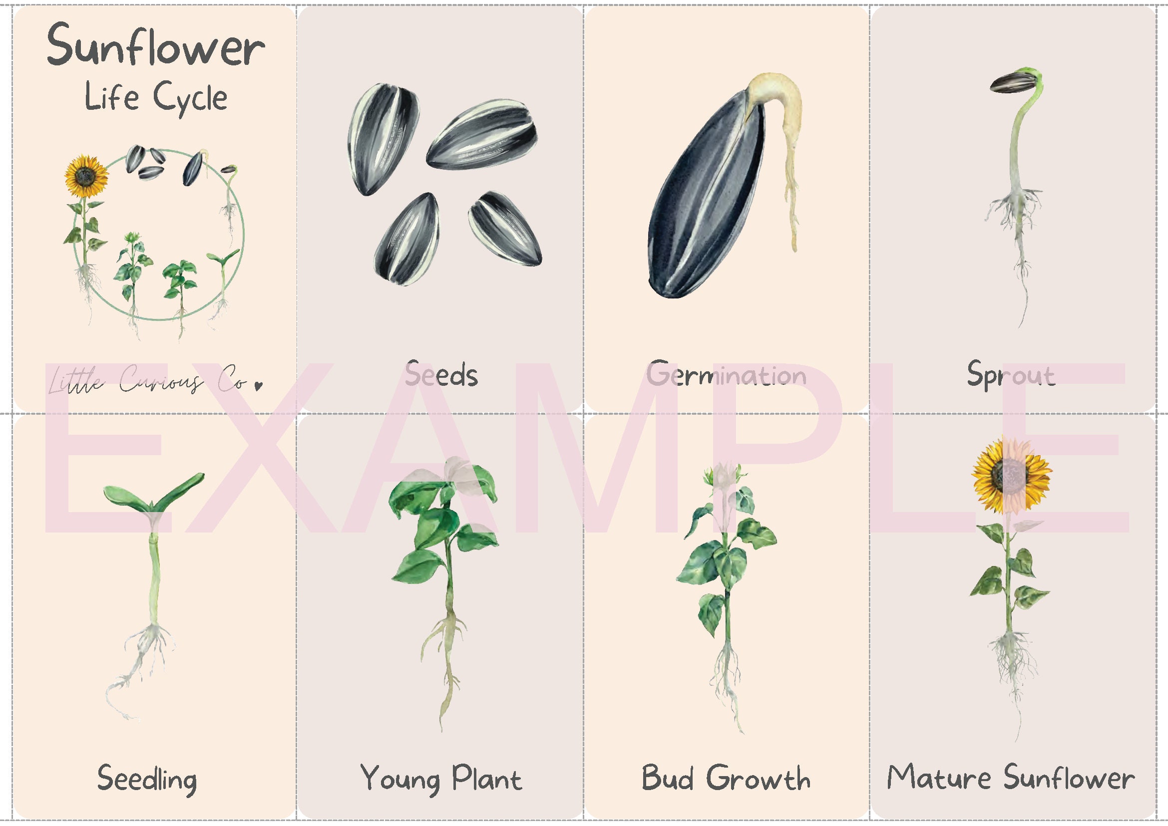 Printable Kids Flash Cards, Montessori Learn Sunflower Anatomy ...