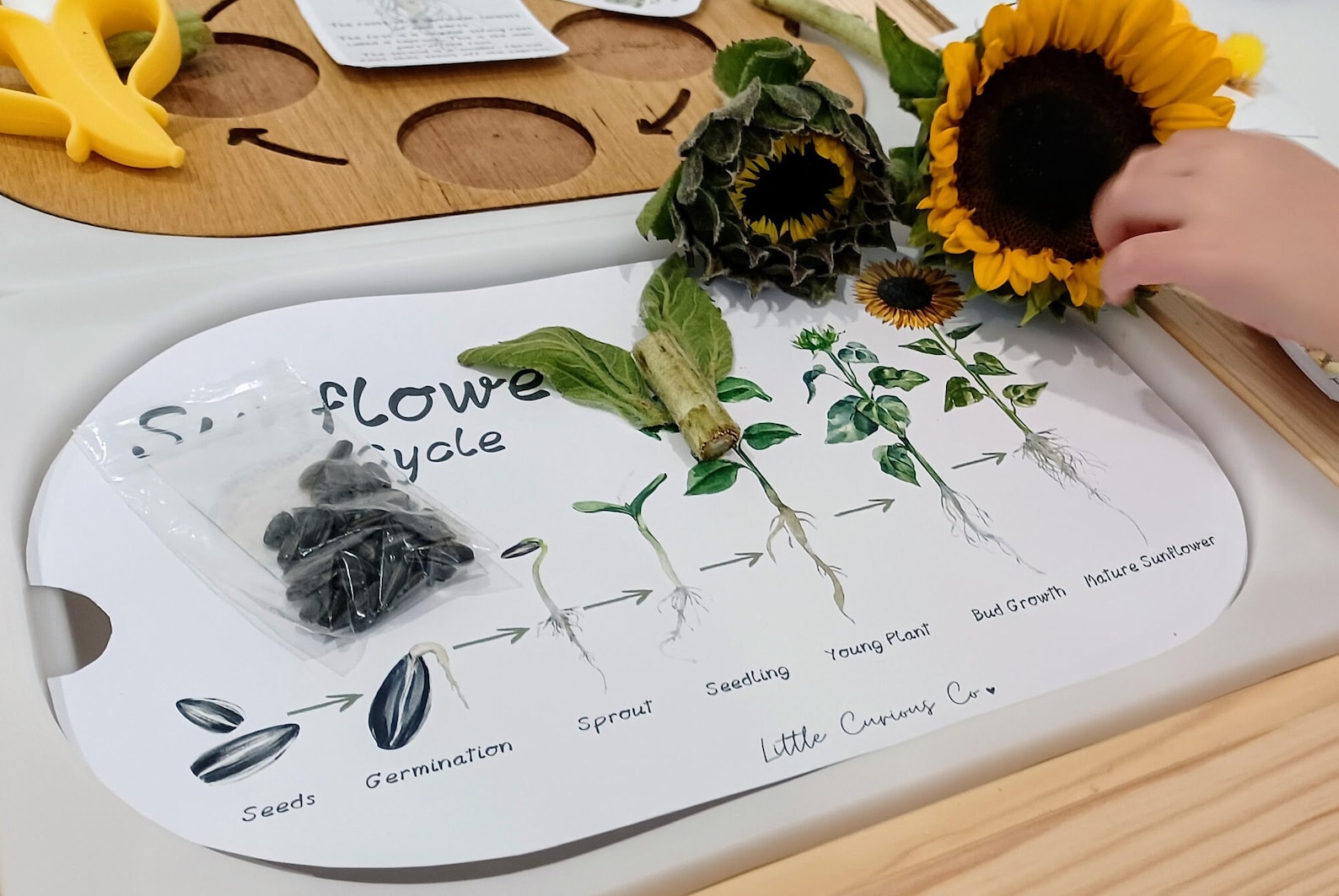 Printable Trofast Flisat Lid Insert Learn Montessori Life - Etsy