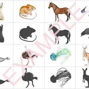 Animal Shadow Matching Flash Cards, Preschool Curriculum, Homeschool ...