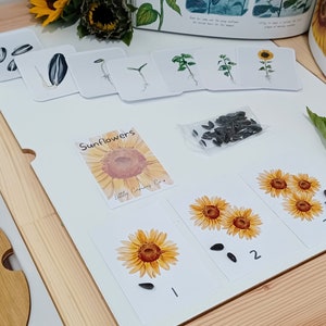 Printable Kids Flash Cards, Montessori Learn Sunflower Anatomy ...