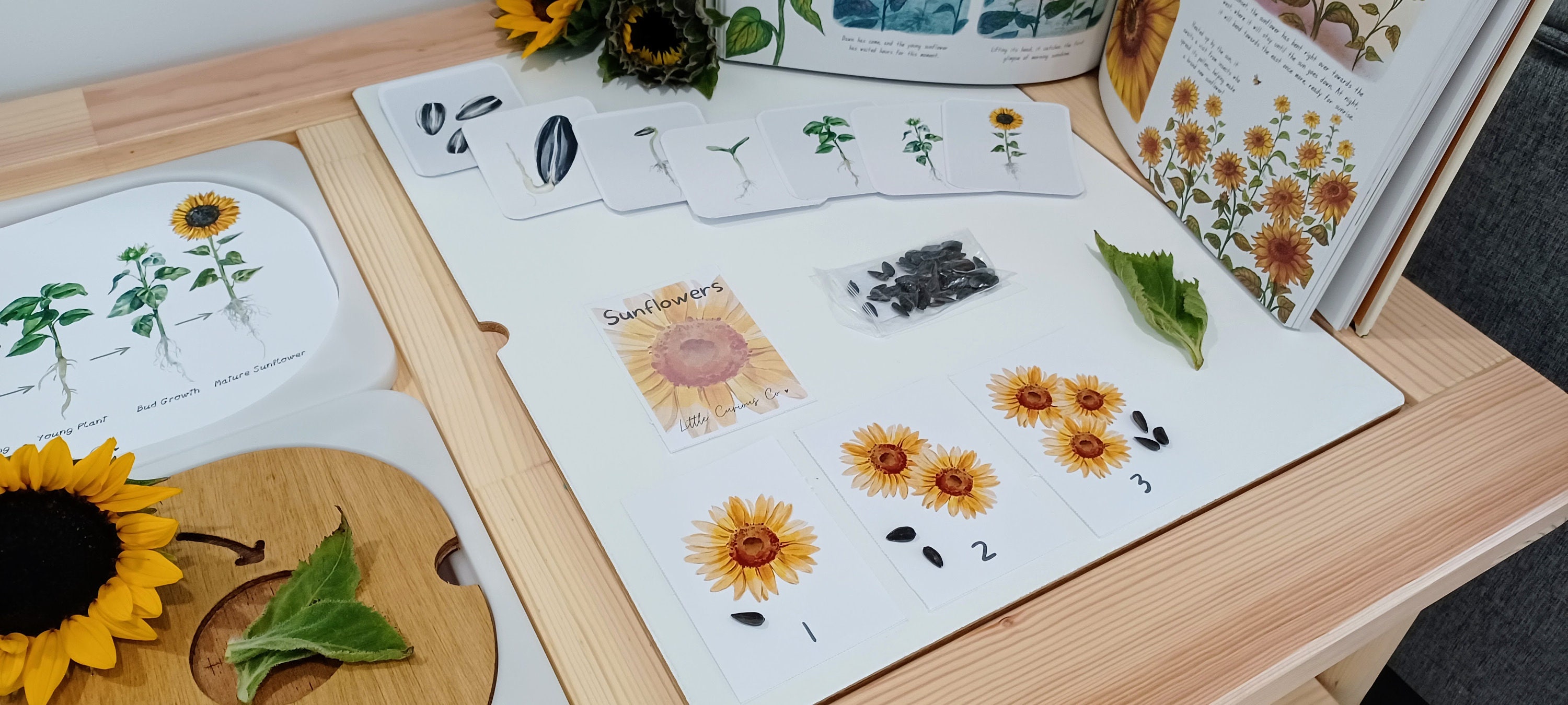 Printable Kids Flash Cards, Montessori Learn Sunflower Anatomy ...