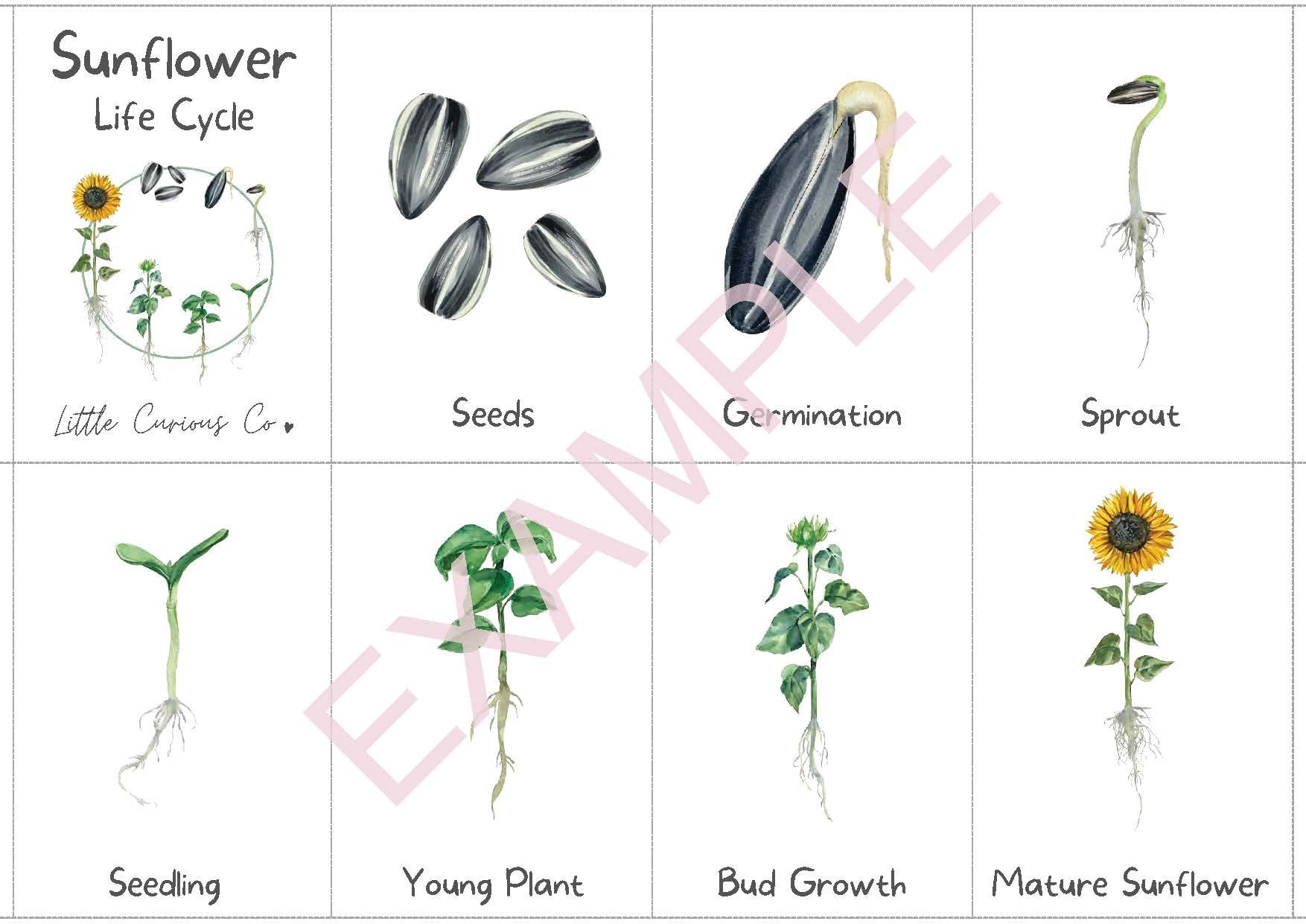 Printable Learning Bundle Pack, Montessori Learn Sunflower Anatomy ...