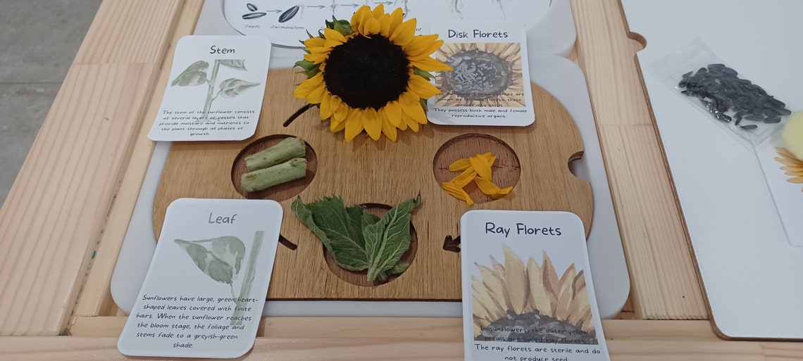 Printable Kids Flash Cards Montessori Learn Sunflower - Etsy Canada