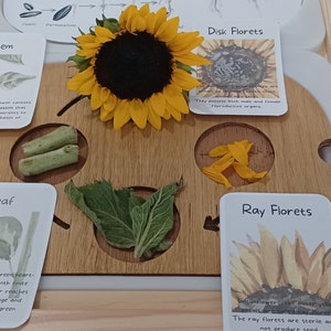 Printable Kids Flash Cards Montessori Learn Sunflower - Etsy Canada