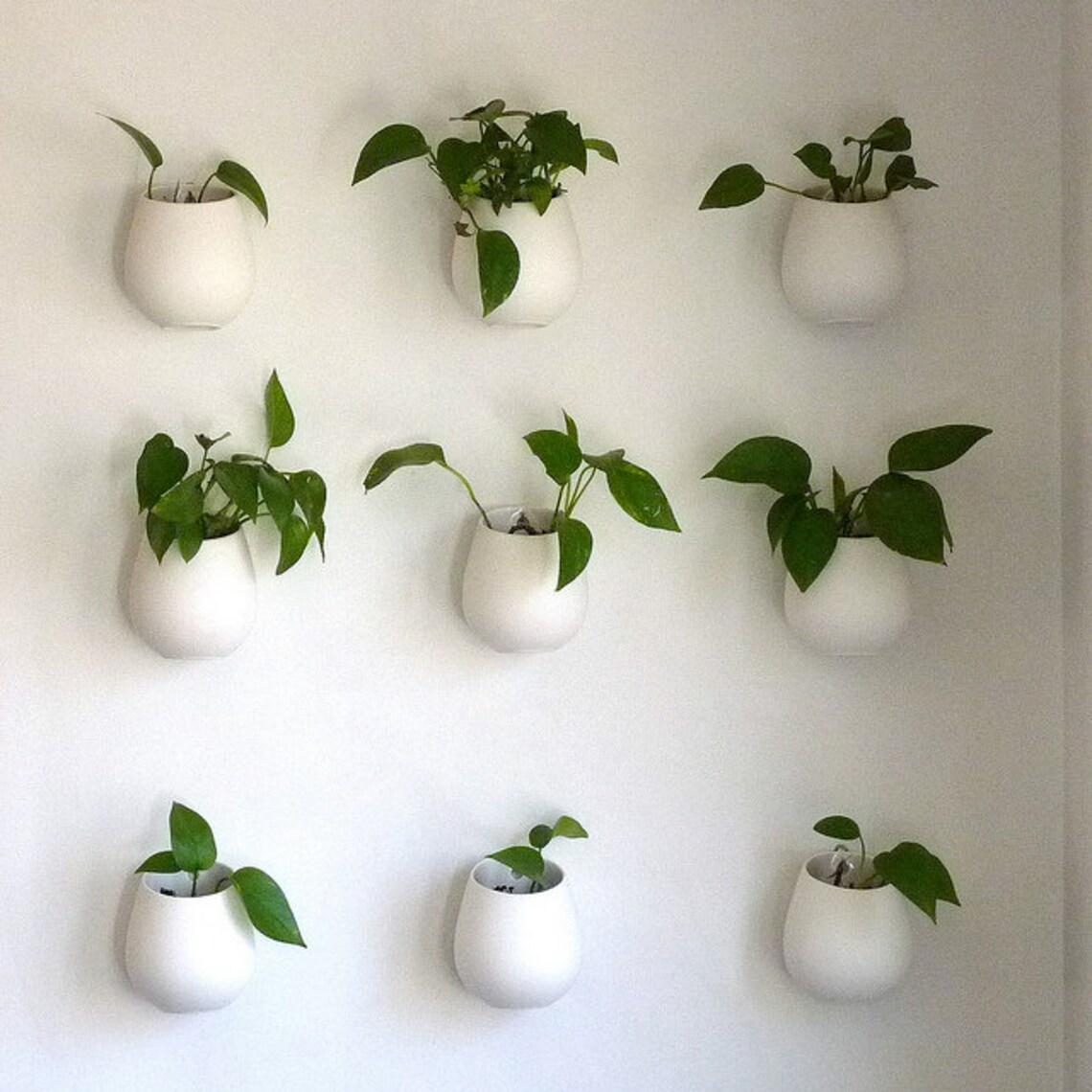 Beautiful Pothos Indoor Plant, Multiple Variations - Etsy