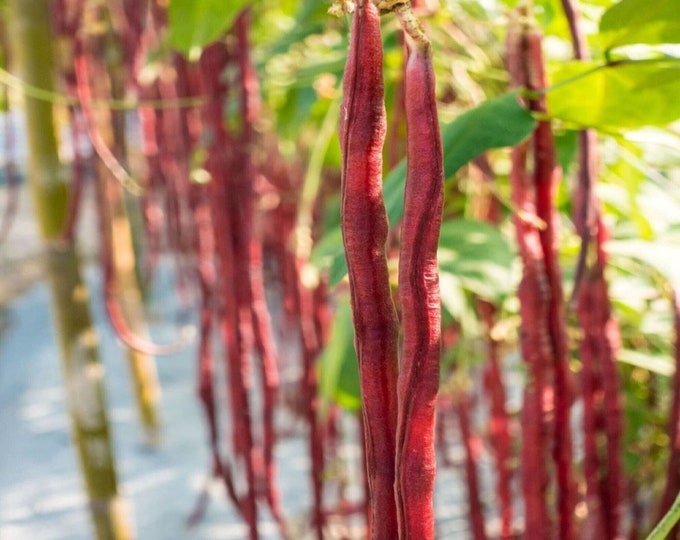 Rattlesnake & Purple Pole Beans Seed Packet - Etsy