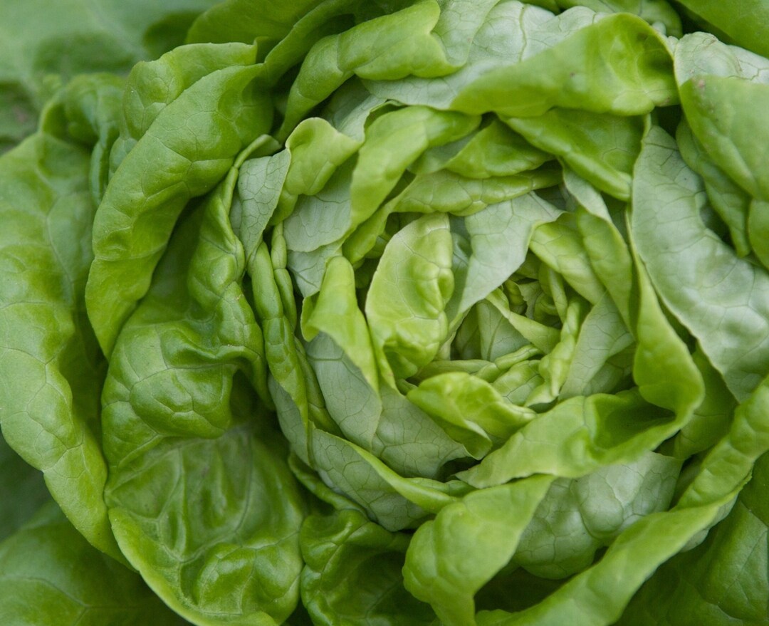 White Boston Butterhead Lettuce Seeds: Heirloom Leafy Vegetable - Etsy