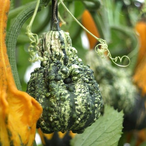 Fancy & Autumn Wing Gourd Seeds, Small and Medium Ornamental Gourds and ...