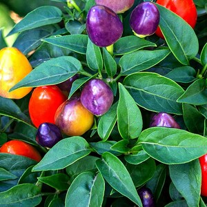 Firecracker Chili Pepper Seeds, Edible Ornamental Pepper, Heirloom Hot ...