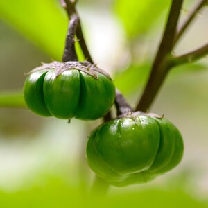 20+ Pumpkin on A Stick Seeds, Ornamental Eggplant, Edible Heirloom ...
