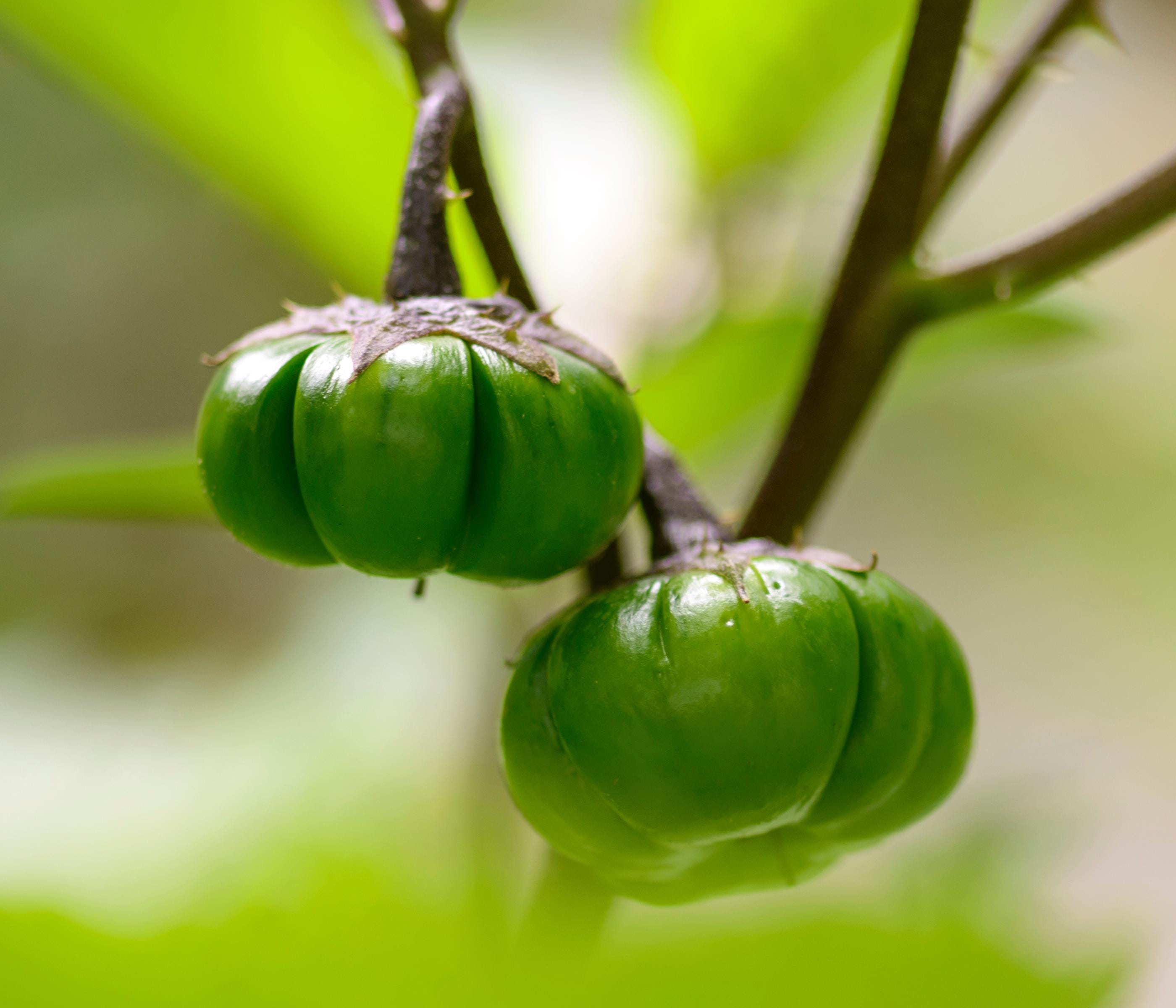 20+ Pumpkin on A Stick Seeds, Ornamental Eggplant, Edible Heirloom ...
