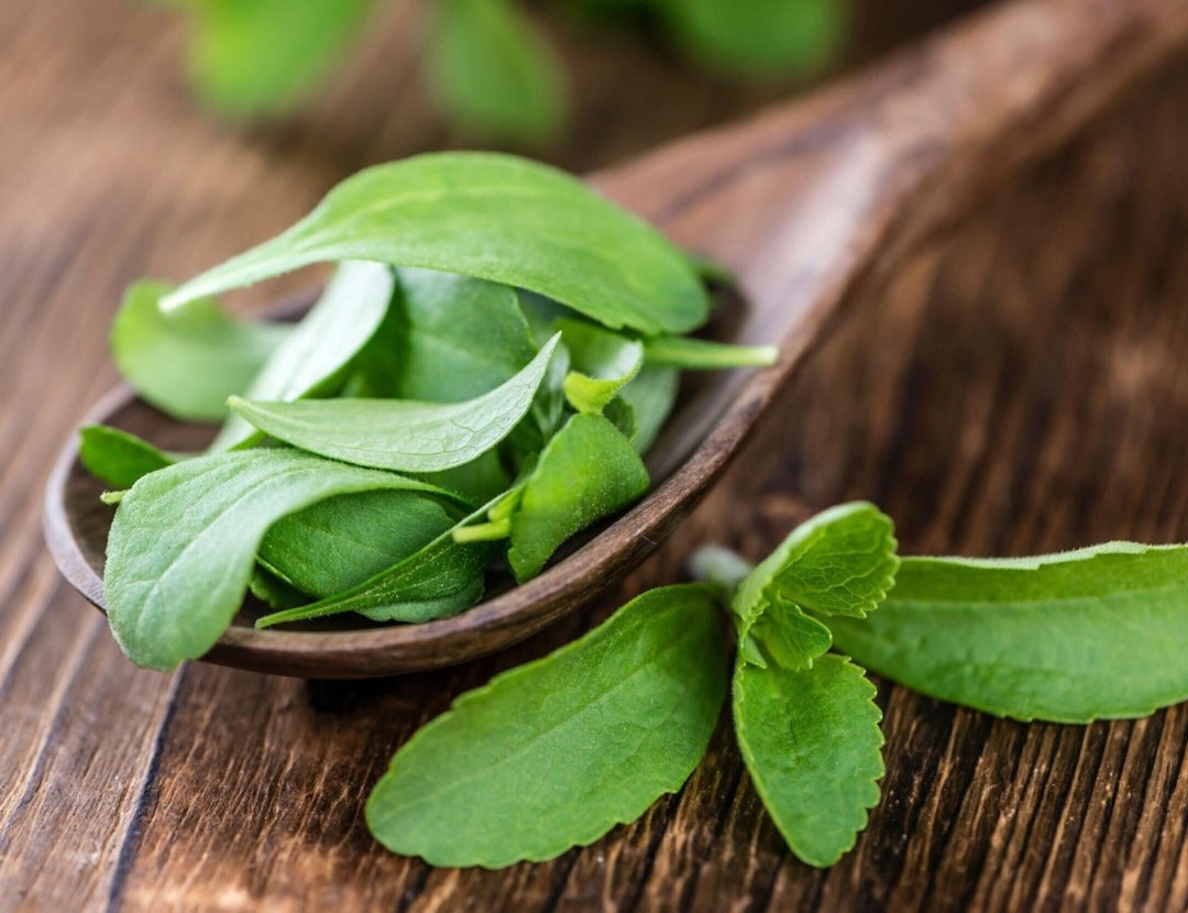 Sweetleaf Stevia Seeds / Stevia Rabaudiana / Candyleaf Seeds ...