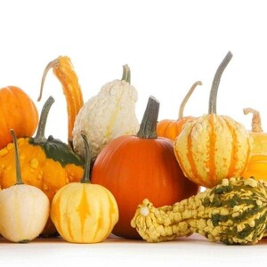 Fancy & Autumn Wing Gourd Seeds, Small and Medium Ornamental Gourds and ...