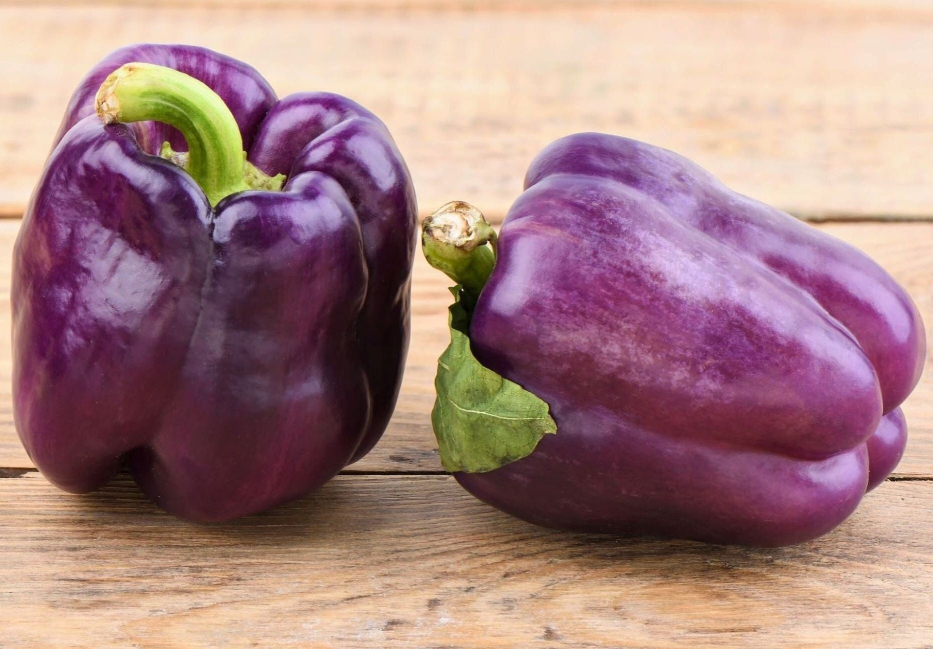 Purple Beauty Pepper Seeds / 40 Purple Pepper Seeds / Non GMO - Etsy Italia