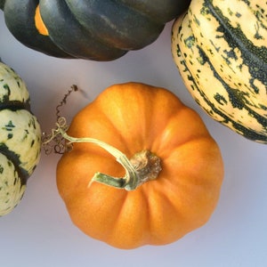 Autumn Mix Acorn Squash Seeds: Winter Squash Seed Blend, See Listing ...
