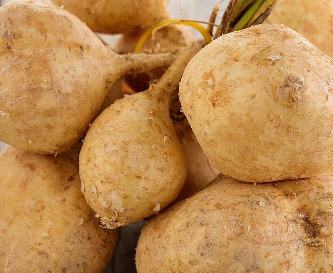 Jicama Seeds Thai, Yam Bean, Pachyrhizus Erosus, Heirloom Vegetable ...