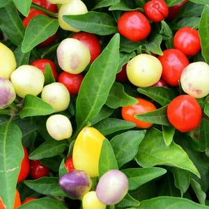 Firecracker Chili Pepper Seeds: Heirloom Hot Pepper, Edible Ornamental ...