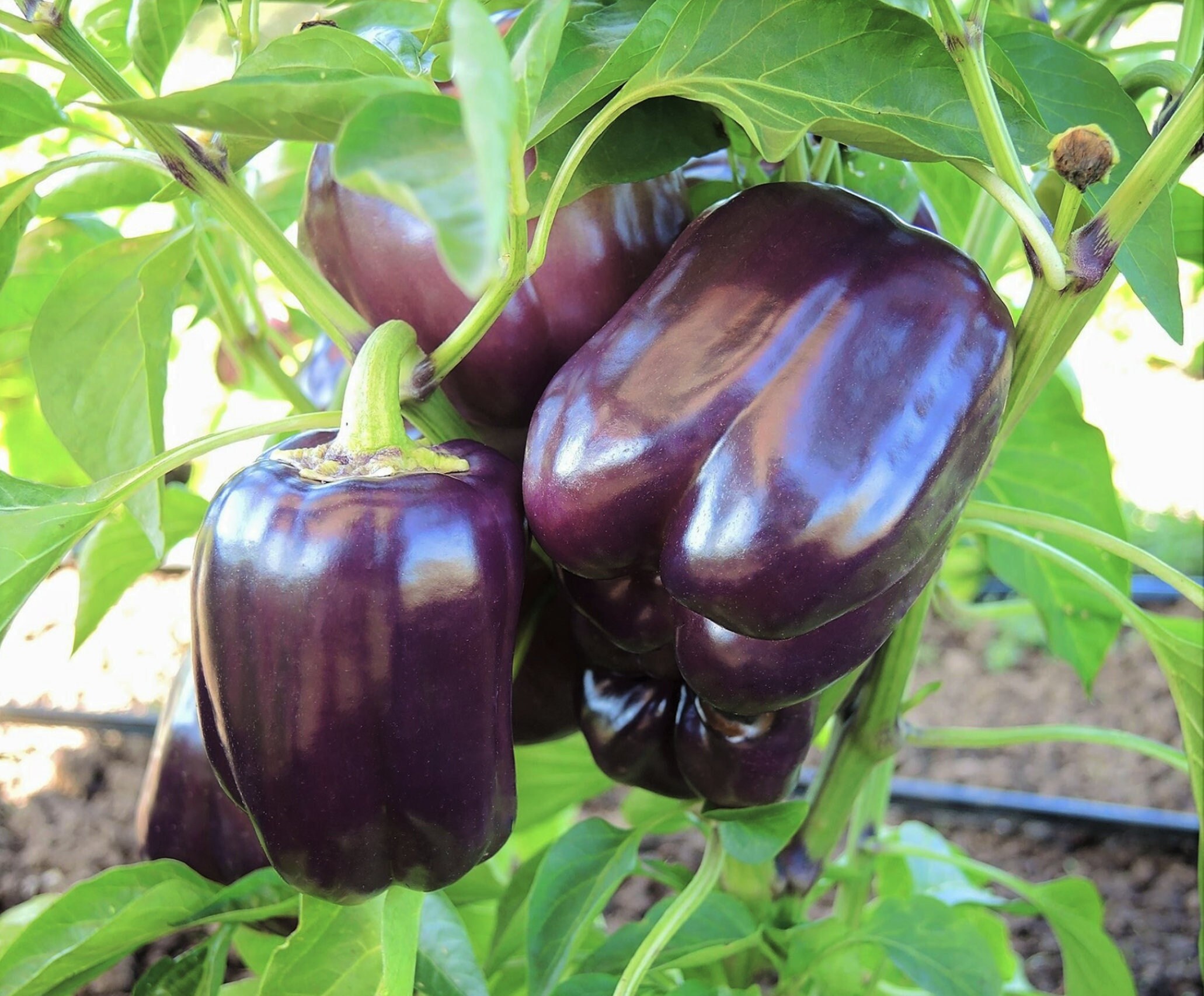 Purple Beauty Pepper Seeds / 40 Purple Pepper Seeds / Non GMO - Etsy Italia