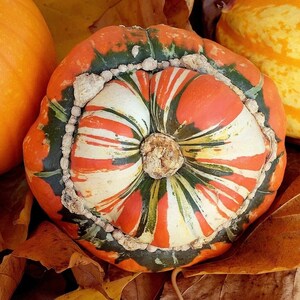 Turks Turban Gourd Seeds, Edible Ornamental Winter Squash, Heirloom ...