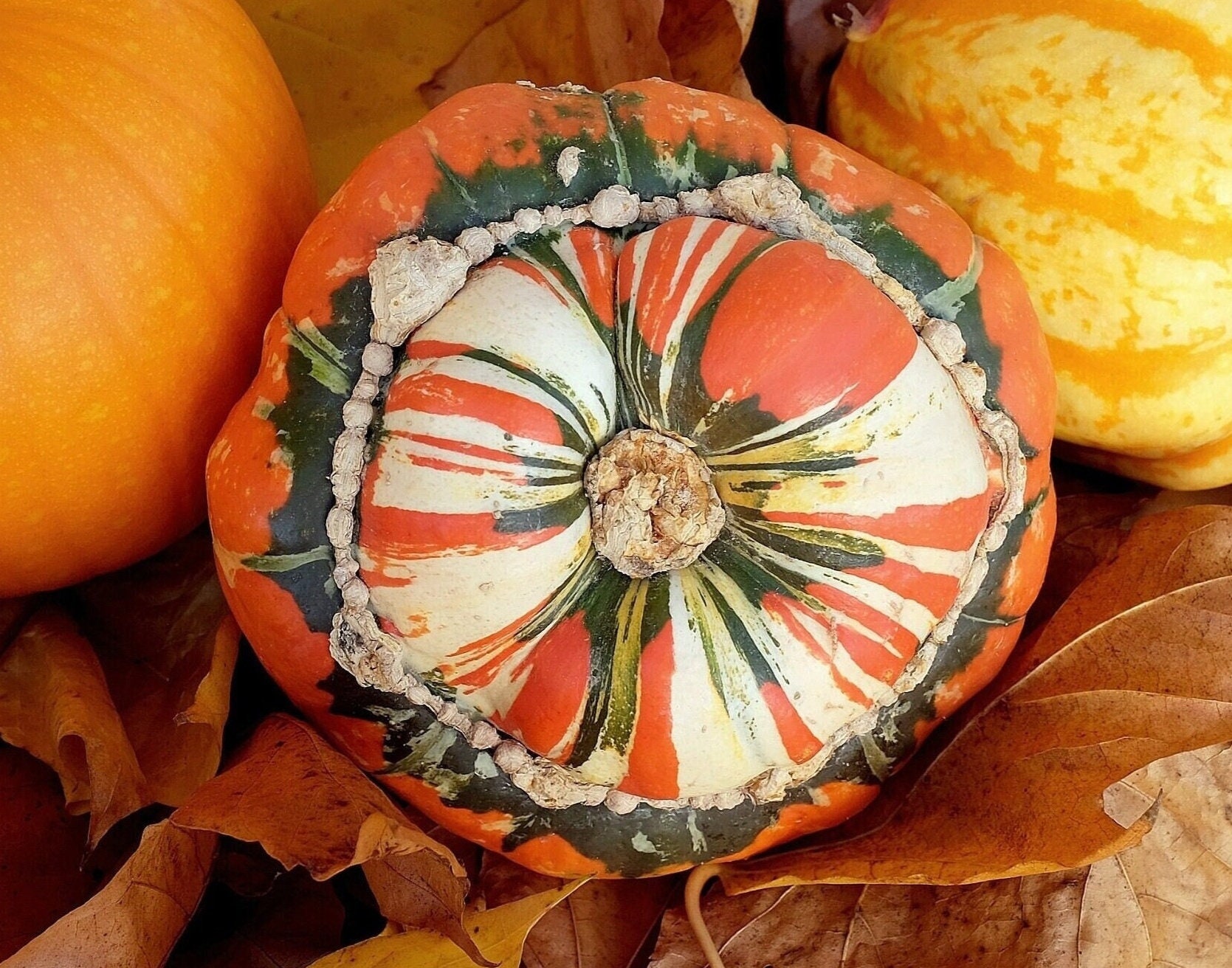 Turks Turban Gourd Seeds, Edible Ornamental Winter Squash, Heirloom ...