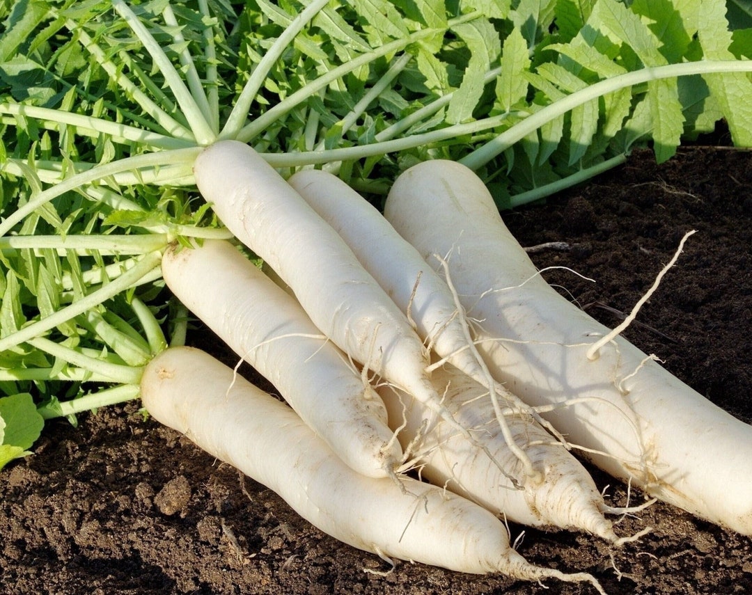 Japanese Minowase Daikon Radish Seeds, Cover Crop, Microgreens ...