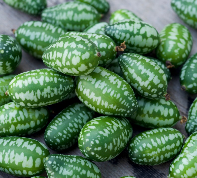Mexican Sour Gherkin Seeds, Melothria Scabra, Cucamelon, Heirloom Seeds ...