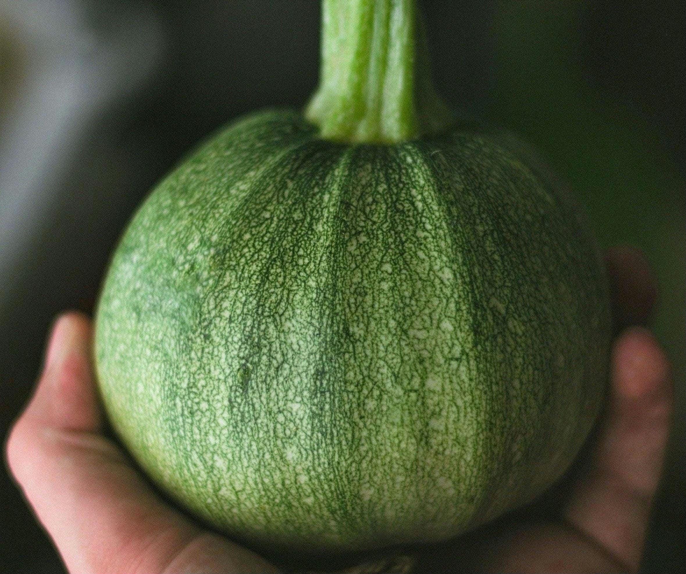 Round Zucchini Seeds: Heirloom Bush Summer Squash - Etsy