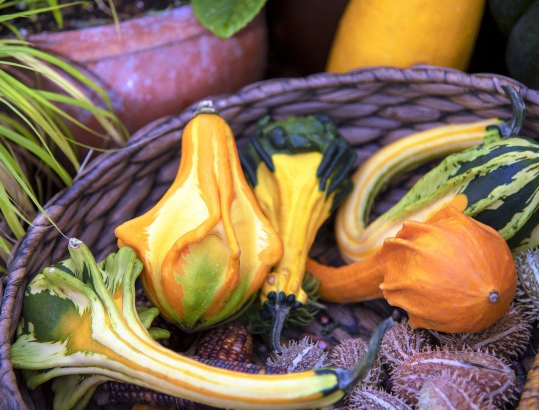 Autumn Wings Gourd Seeds Mix, Ornamental Gourds, Heirloom Seeds ...