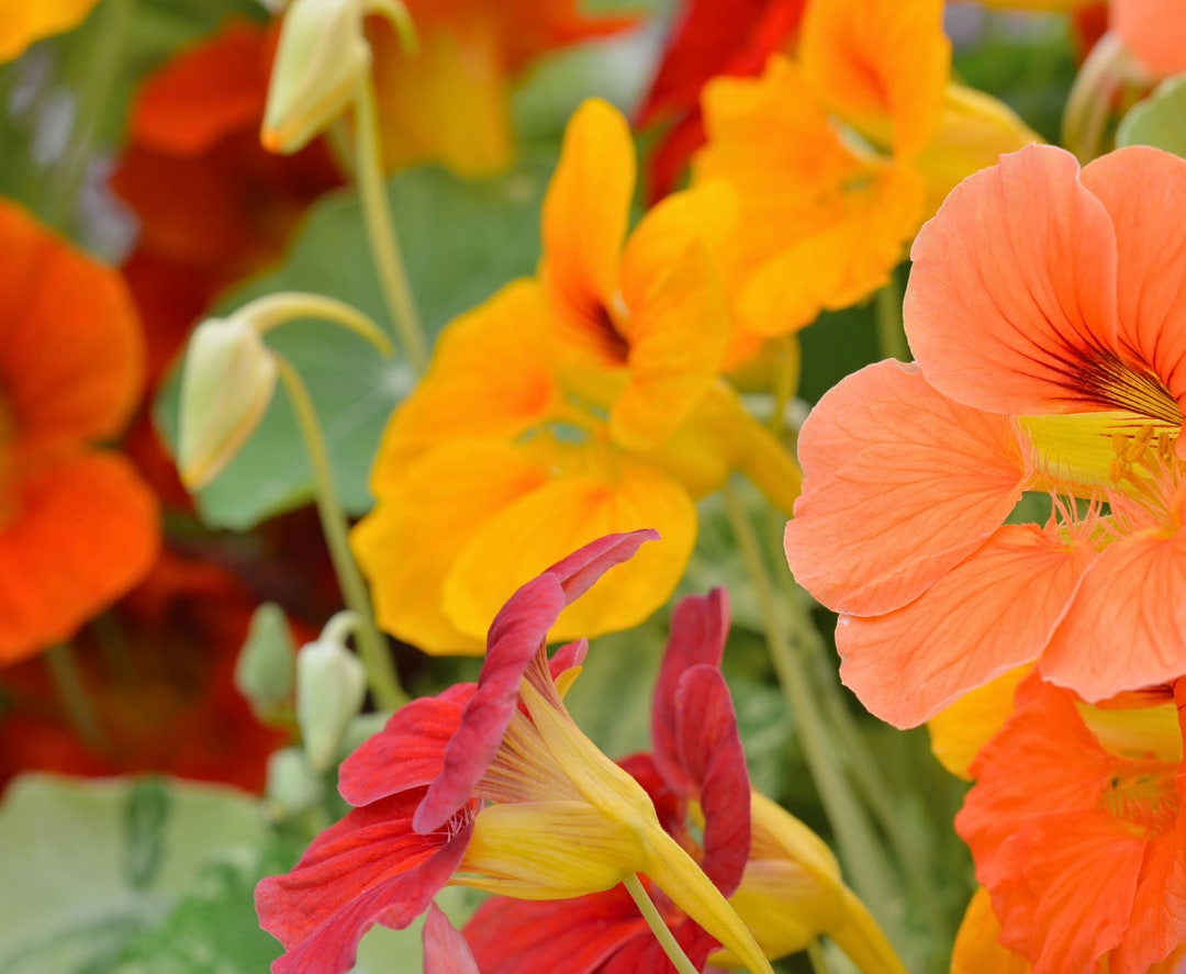 Variegated Nasturtium Seeds Alaska Mix, Edible Flower, Tropaeolum Majus ...