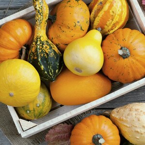 Fancy & Autumn Wing Gourd Seeds, Small and Medium Ornamental Gourds and ...
