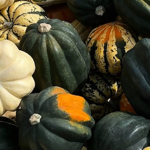 Autumn Mix Acorn Squash Seeds: Winter Squash Seed Blend, See Listing ...