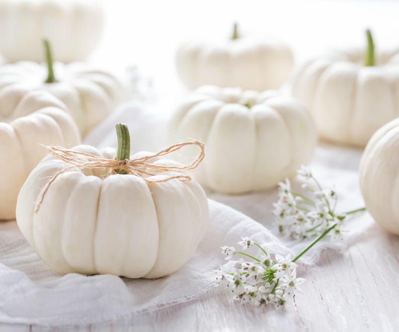 Baby Boo Miniature Pumpkin Seeds for Planting, Edible Ornamental Garden ...