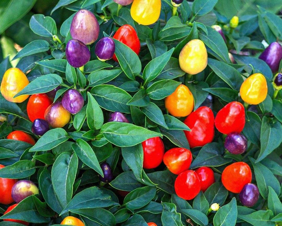 Firecracker Chili Pepper Seeds, Edible Ornamental Pepper, Heirloom Hot ...