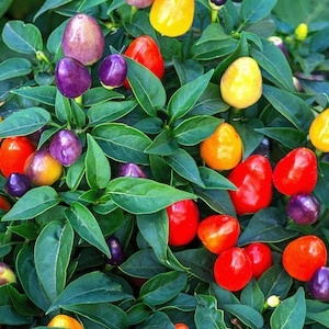 Firecracker Chili Pepper Seeds: Heirloom Hot Pepper, Edible Ornamental ...