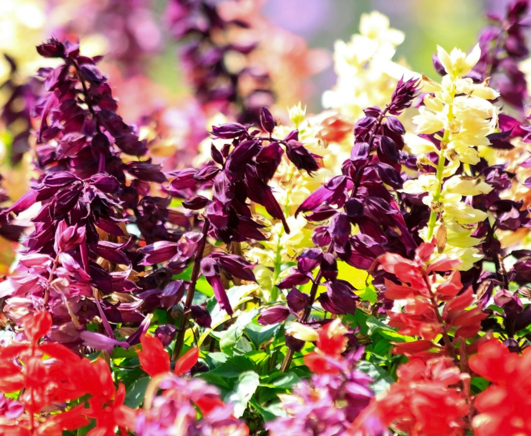 Salvia Seed Mix - Sizzler Series, Salvia Splendens, Annual Heirloom ...