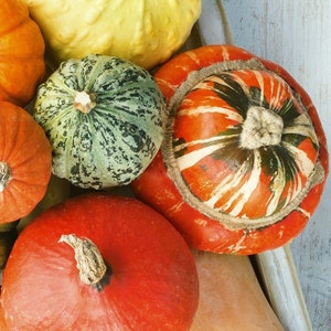 Turks Turban Gourd Seeds, Edible Ornamental Winter Squash, Heirloom ...